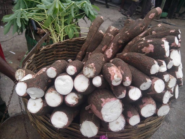 Manioki/kassava pannkoogid. | Tigu Tegemised
